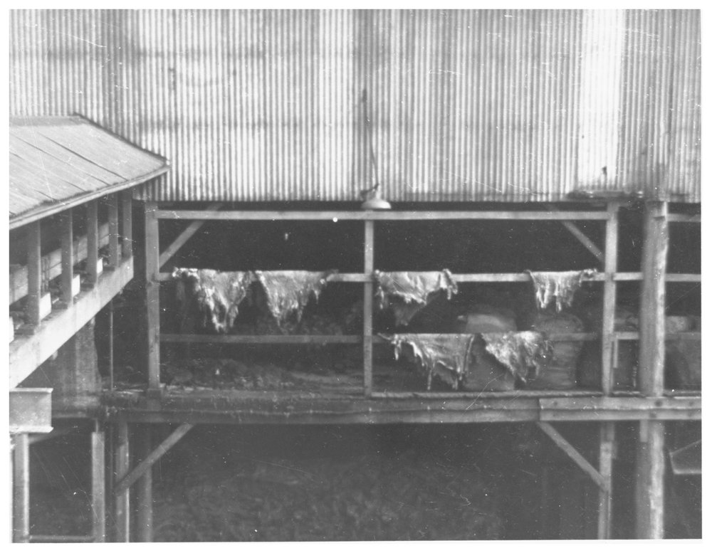 Riverstone Meatworks | Blacktown Memories
